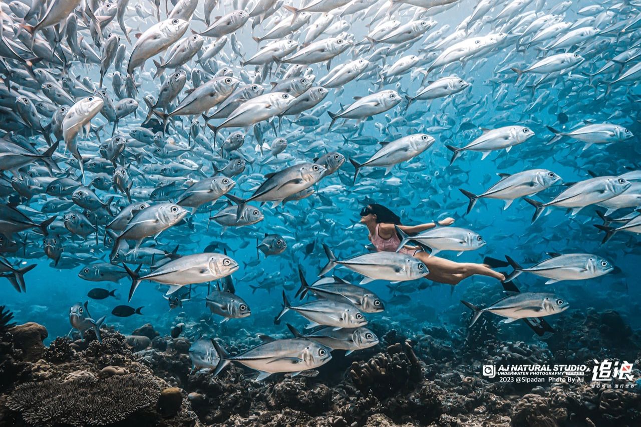2个视频带你了解诗巴丹｜自由潜&水肺潜水｜与鱼风暴共舞_AJ NATURAL STUDIO
