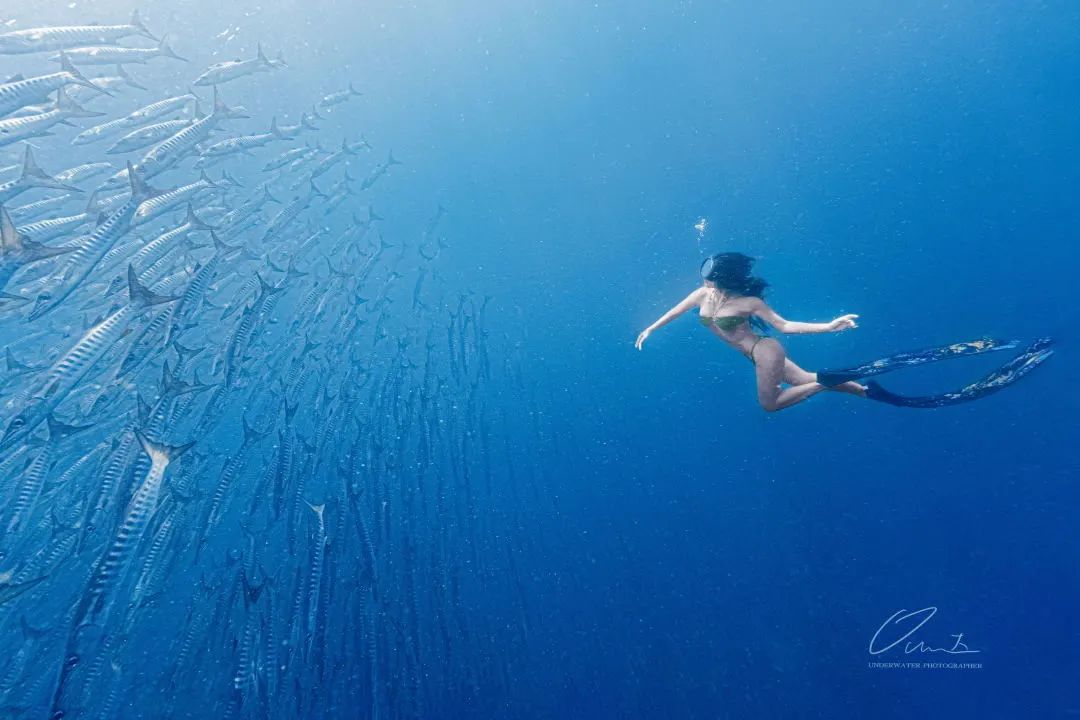 2个视频带你了解诗巴丹｜自由潜&水肺潜水｜与鱼风暴共舞_AJ NATURAL STUDIO