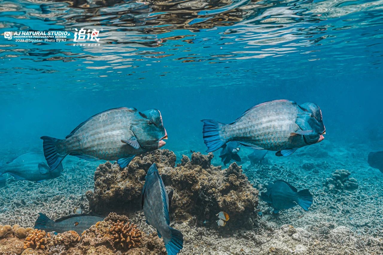 2个视频带你了解诗巴丹｜自由潜&水肺潜水｜与鱼风暴共舞_AJ NATURAL STUDIO