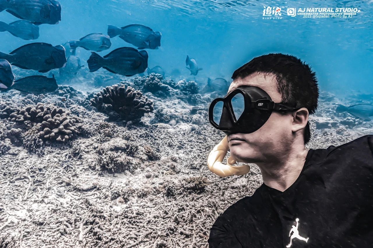 2个视频带你了解诗巴丹｜自由潜&水肺潜水｜与鱼风暴共舞_AJ NATURAL STUDIO
